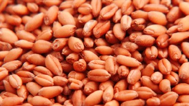 Valida_agriculture_teaser.jpg | Sappi Global