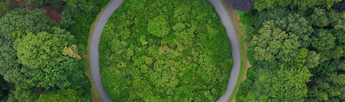 Forest in Focus, an innovative platform in North America | Sappi Global